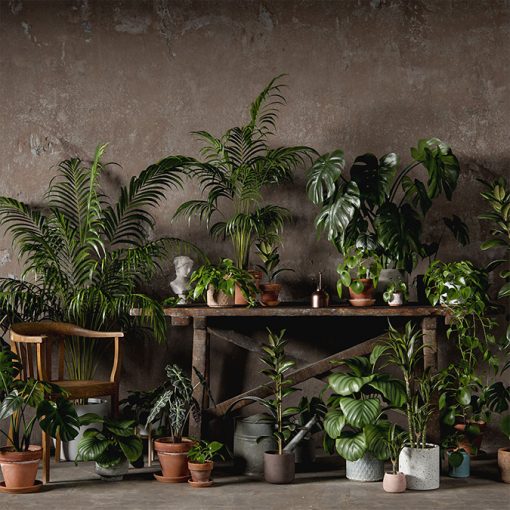 Discover the NEW Pack of 3D scanned plants | 3DCollective